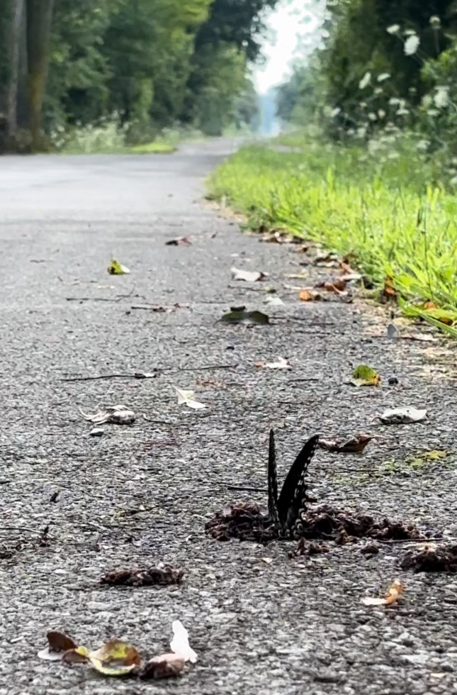 Six far-reaching attitudes - Stream Yoga + Meditation